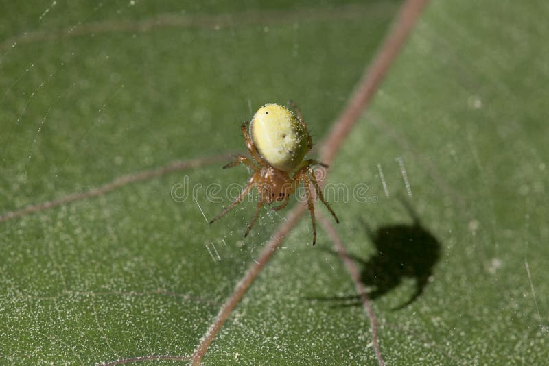 Fat spider stock image. Image of closeup, legs, arachnid - 90246803