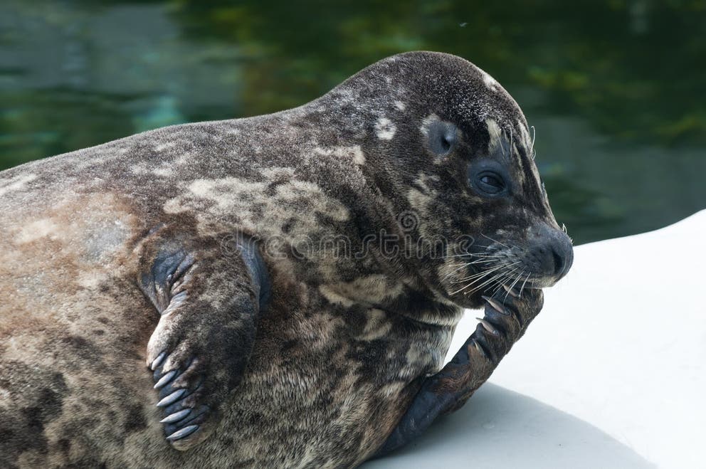 Fat spotted seal stock photo. Image of close, cute, smile - 29606708