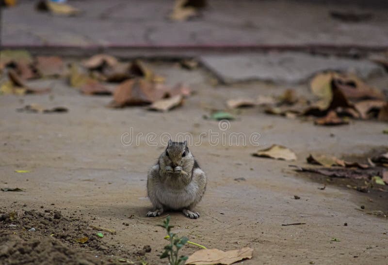 Fat squirrel on the ground stock photo. Image of nature - 189802454