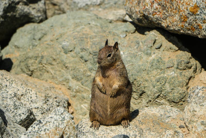 Fat squirrel stock image. Image of cute, rocks, rock - 57965689