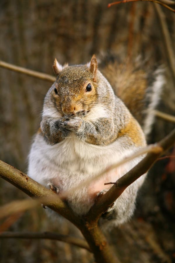 Fat squirrel in tree stock image. Image of single, sciuridae - 31147257