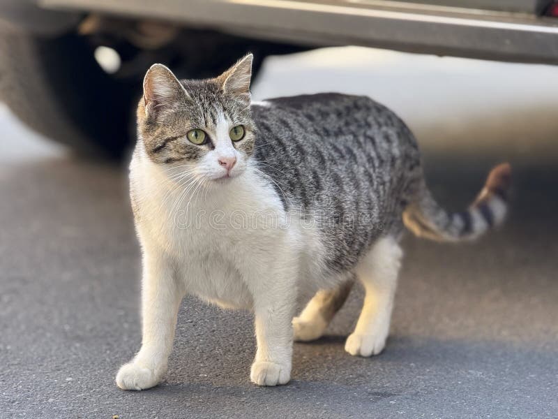 A Fat Stray Cat on the Street of Split, Croatia Stock Photo - Image of ...