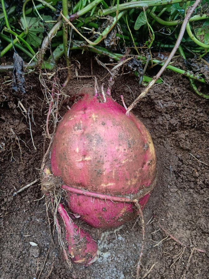 The Fat Sweet Potato is Still on the TreeMasukanKuis Kata Stock Image ...
