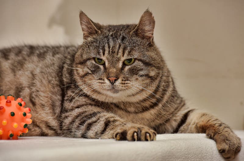 Fat tabby cat stock photo. Image of gazing, falls, coat - 60961270