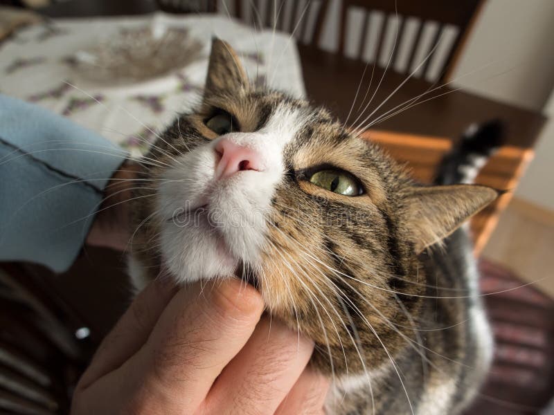 Fat Tabby Cat 2 stock image. Image of beautiful, fatcat - 36046017