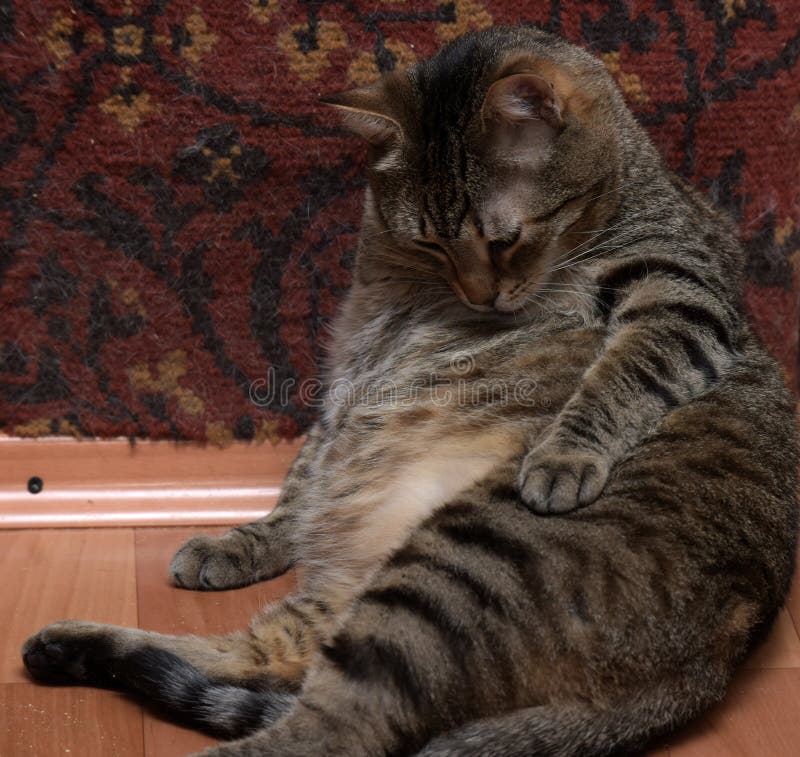 Fat tabby cat washes stock photo. Image of cuddly, face - 48509946