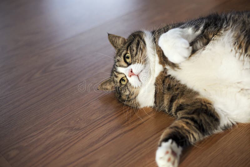 Fat Tabby Cat stock image. Image of tired, animal, eyes - 32435953