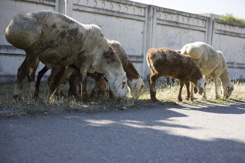 Fat Lamb Feeding Stock Photos - Free & Royalty-Free Stock Photos from ...