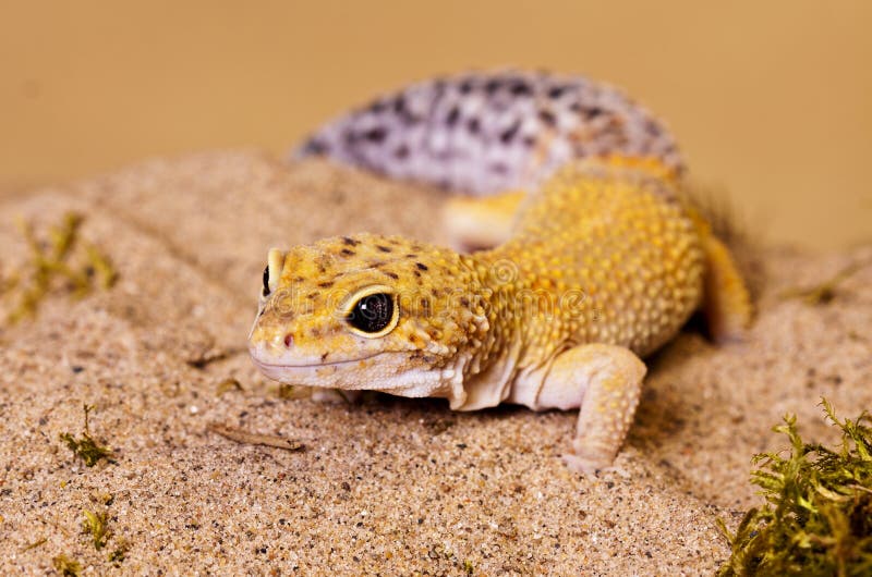 Fat tailed Gecko stock image. Image of desert, yellow - 25750777