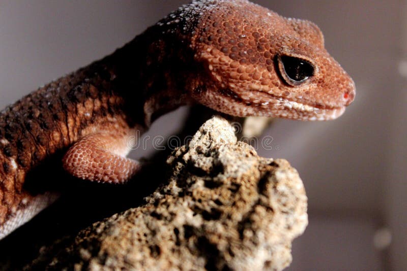 384 Fat Lizard Photos - Free & Royalty-Free Stock Photos from Dreamstime