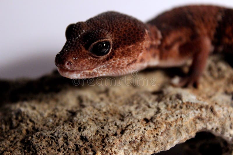 384 Fat Lizard Photos - Free & Royalty-Free Stock Photos from Dreamstime