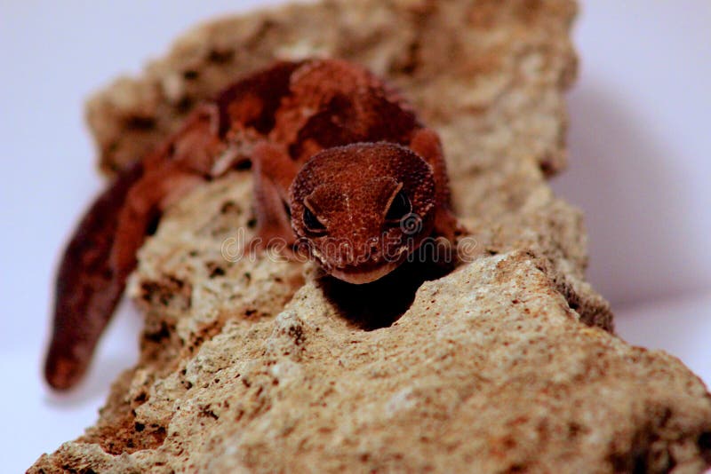 471 Fat Lizard Stock Photos - Free & Royalty-Free Stock Photos from ...