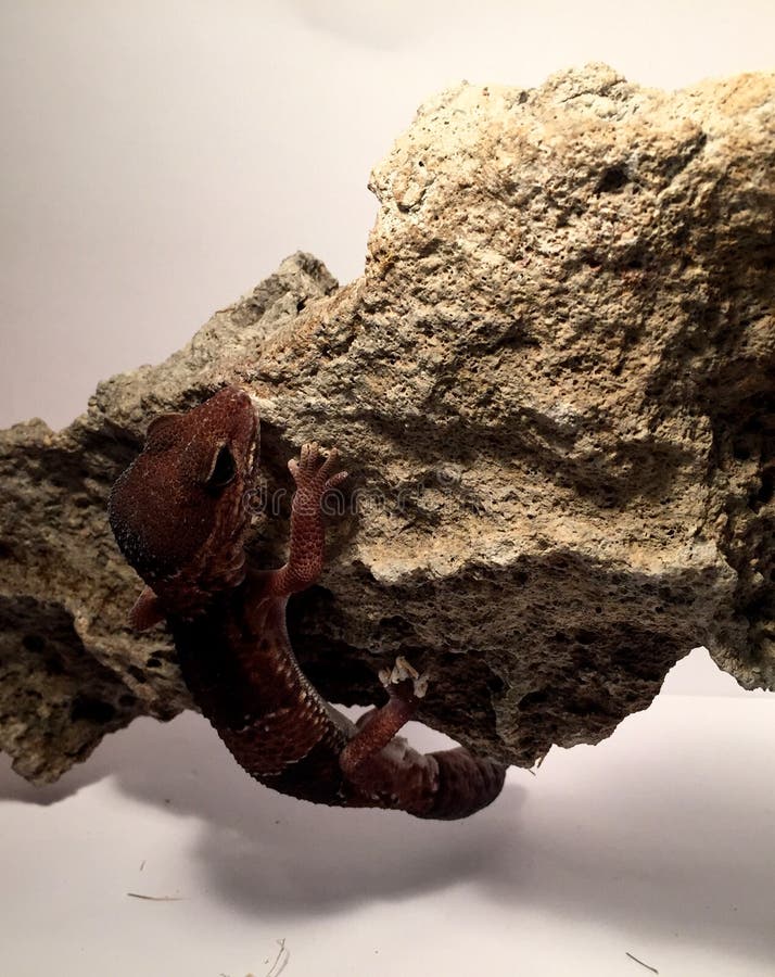 Lizard stock photo. Image of organism, yellow, lacertidae - 52124792