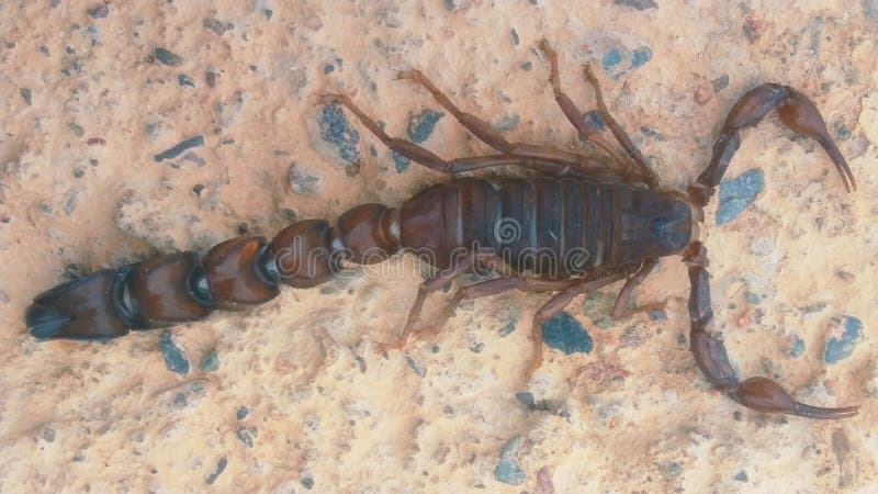 Androctonus Bicolor Venom Level
