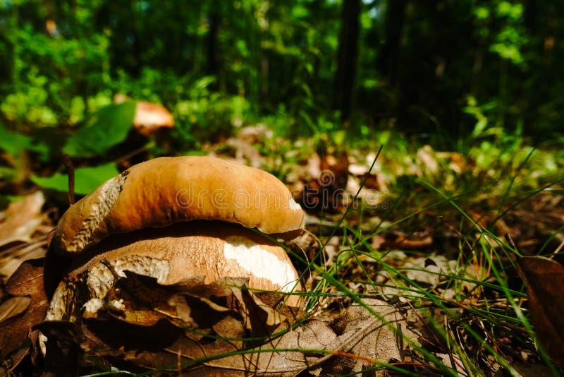 Fat Tasty Summer Boletus Stock Photos - Free & Royalty-Free Stock ...
