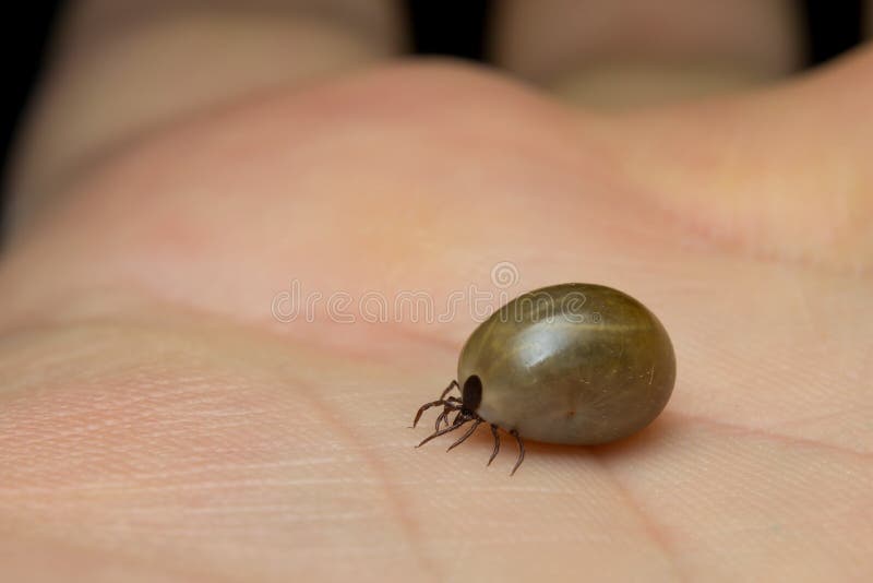 Tick on skin surface stock image. Image of full, disease - 136613425