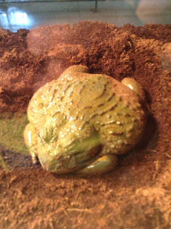 Fat Toad stock photo. Image of toad, little - 44546978