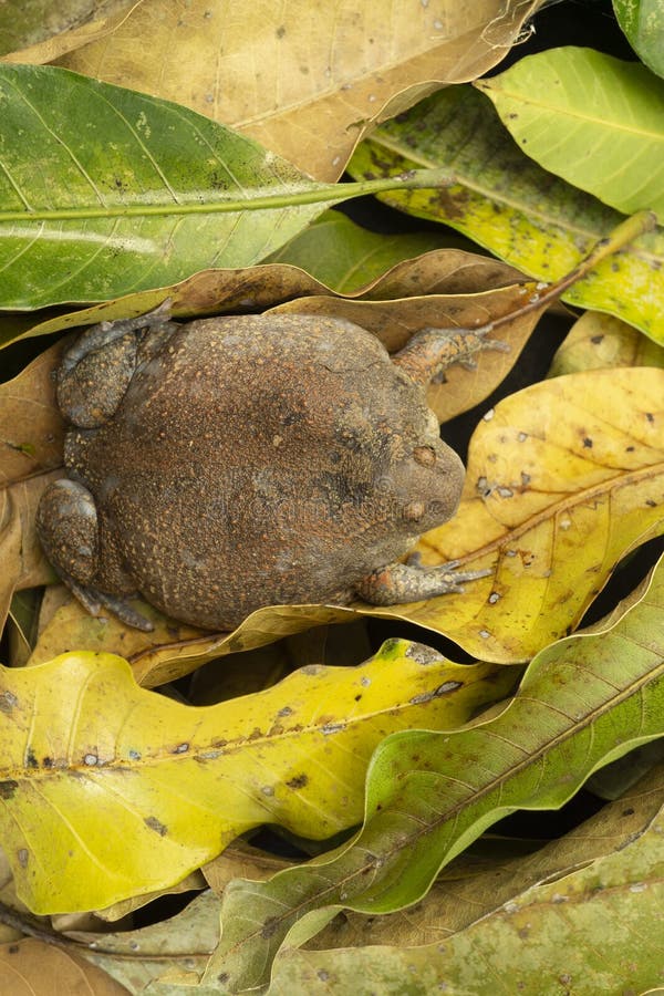 311 Toad Thai Stock Photos - Free & Royalty-Free Stock Photos from ...