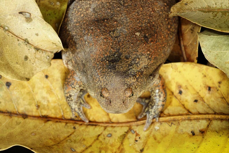 Frog Eaten Predator Stock Photos - Free & Royalty-Free Stock Photos ...