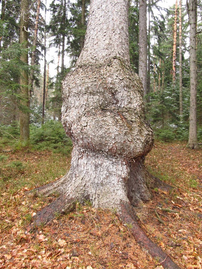 Weird Spruce Stock Photos - Free & Royalty-Free Stock Photos from ...