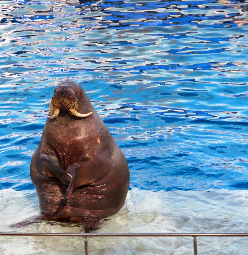 260 Fat Walrus Stock Photos - Free & Royalty-Free Stock Photos from ...