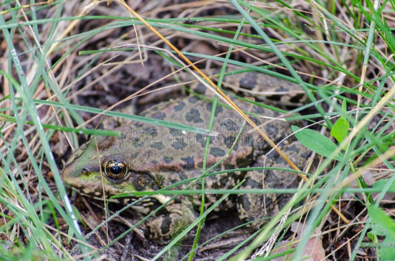 Fat warted toad stock photo. Image of pretty, green, wildlife - 49049626