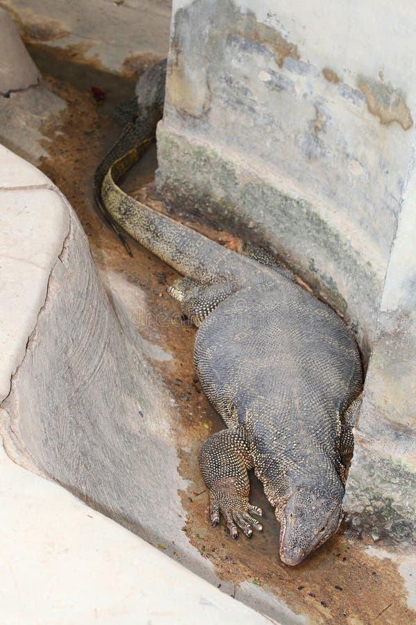 Fat Water Monitor Lizard Sleeping Stock Image - Image of genetic ...