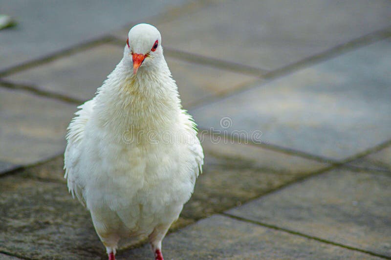 The Fat White Pigeon Standing Alone Stock Image - Image of environment ...
