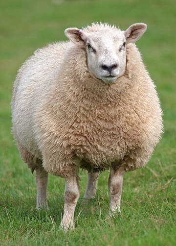 7,317 Fat Sheep Stock Photos - Free & Royalty-Free Stock Photos from ...