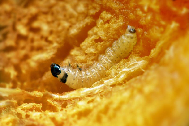 Fat Worm Picture. Image: 8652903