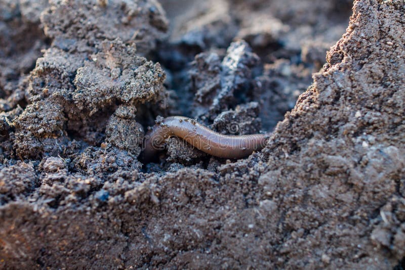 Fat Worm Crawling on the Ground. the Worm Improves the Soil Stock Photo ...