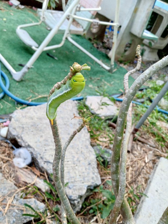 Fat worm eat yummy stock photo. Image of garden, tree - 274668012