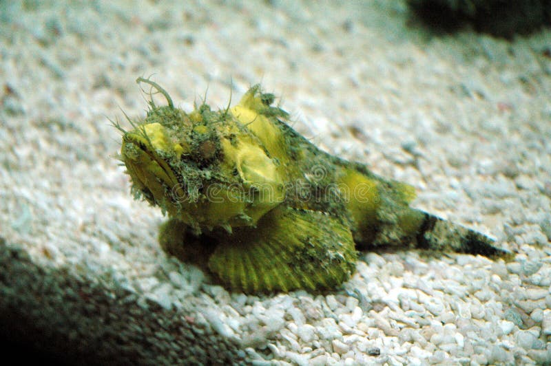 Green Strange Fish Mimics Rock Stock Photos - Free & Royalty-Free Stock ...