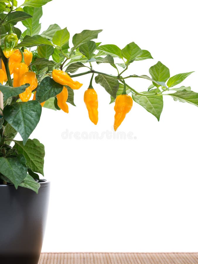 Fatalii Stock Photos - Free & Royalty-Free Stock Photos from Dreamstime