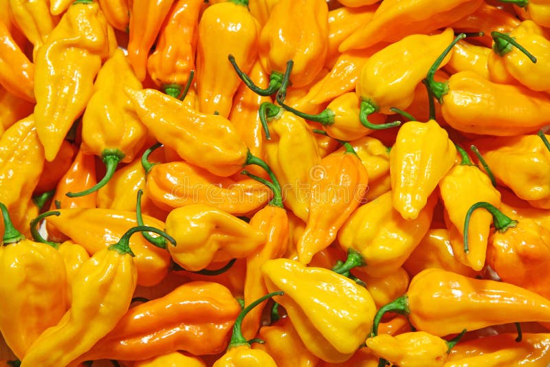 Mexican manzano pepper stock photo. Image of manzano - 74799092