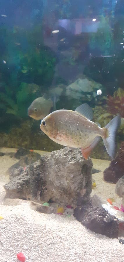 The Fate of Fish Dream of Sea Wild Stock Image - Image of fate, wild ...