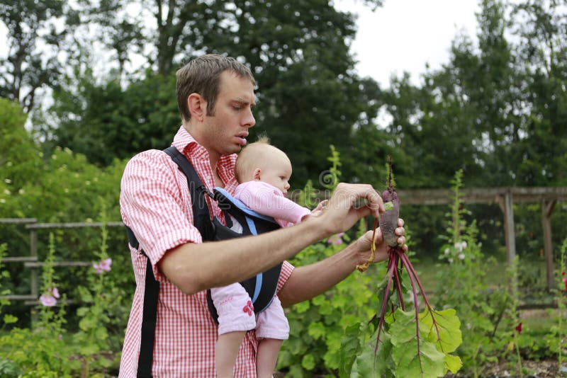 Father And Baby With Baby Sling Carrier Pull The Beets Stock Image ...