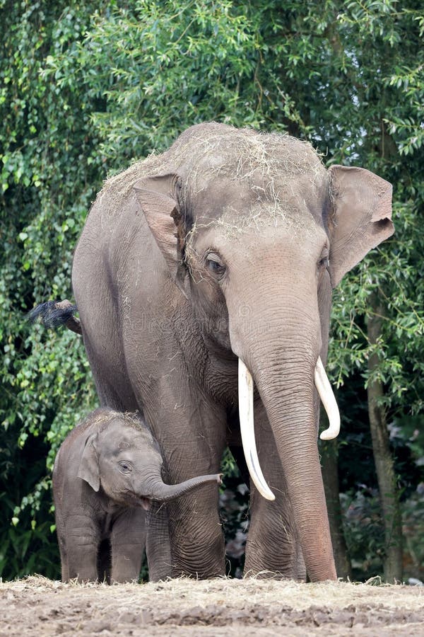 181 Baby Father Elephant Stock Photos - Free & Royalty-Free Stock ...