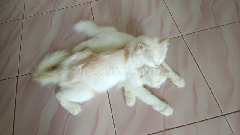 Father Cat and Kittens Enjoying on the Floor Stock Photo - Image of ...