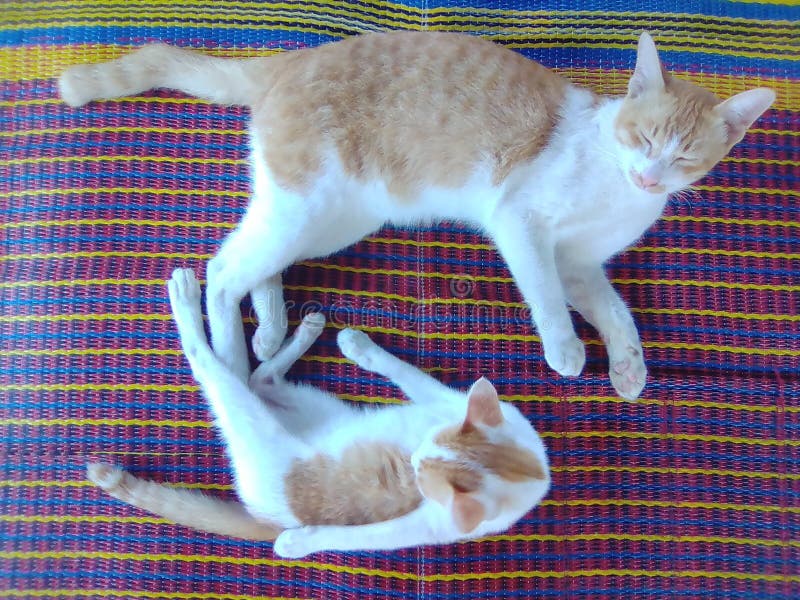 Father cat and the son. stock image. Image of love, father - 146923817