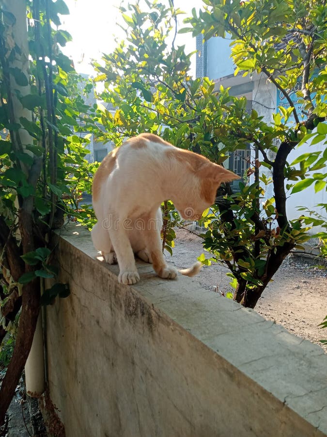 Father Cat in the Wall House Kitty Stock Photo - Image of kitty, kitt ...