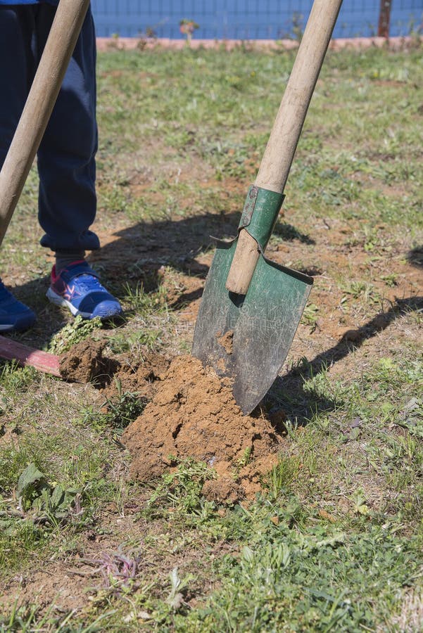 Father and Children Dig with Shovel in the Garden Stock Image - Image ...