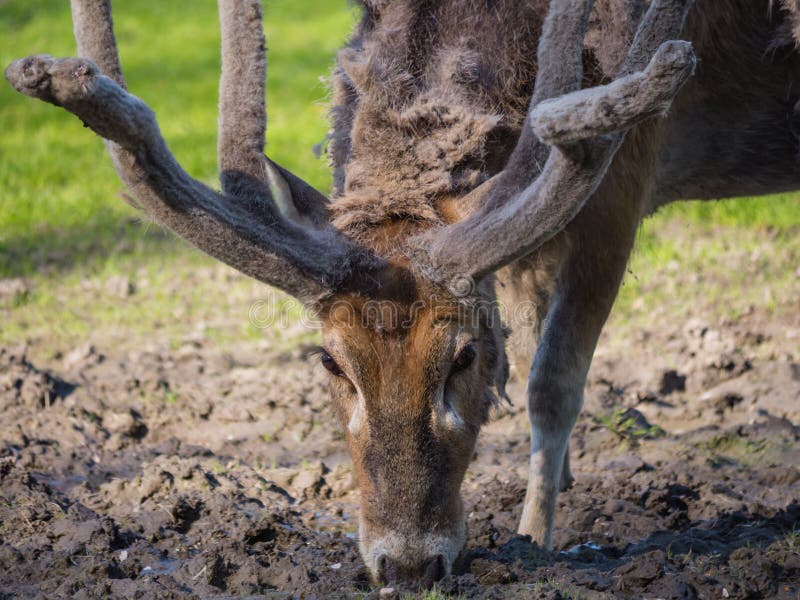Father David s Deer stock image. Image of forest, horns - 42309781