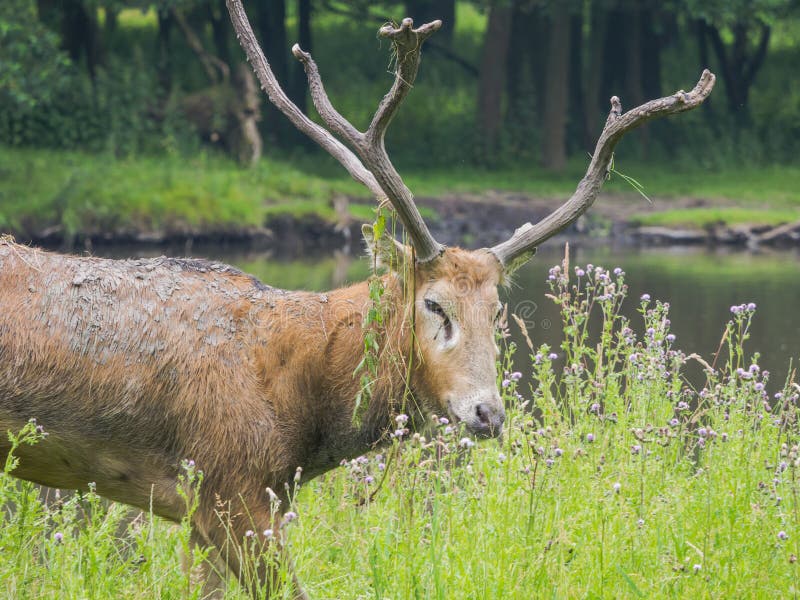 Father David S Deer during Rut Stock Photo - Image of horns, eyes: 49273486