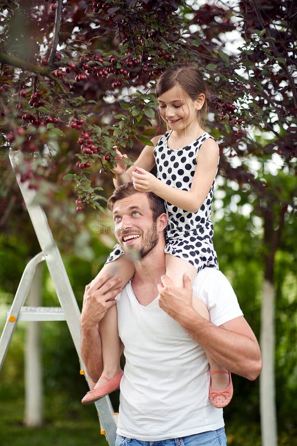 Father Helping Daughter To Pick the Cherries from the Tree Stock Image ...