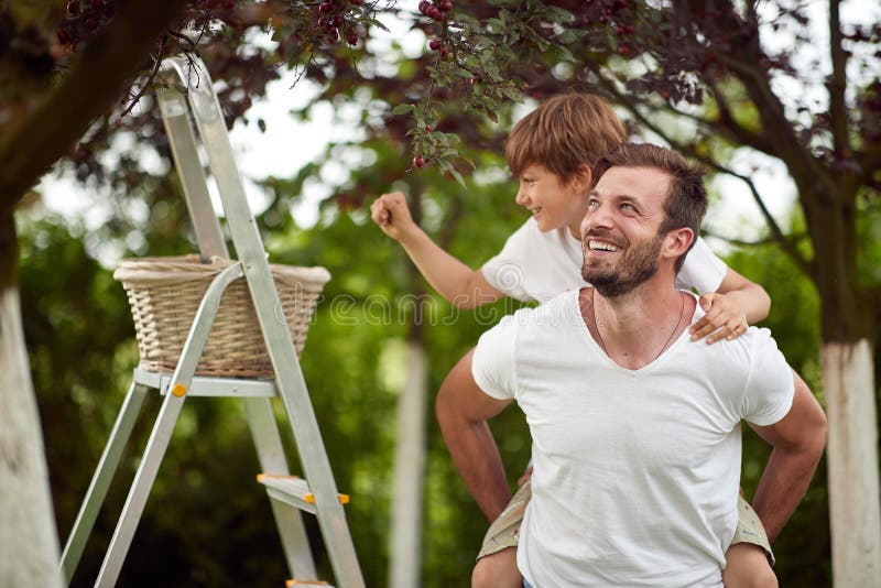 Father Helping Son To Pick the Cherries from the Tree Stock Photo ...