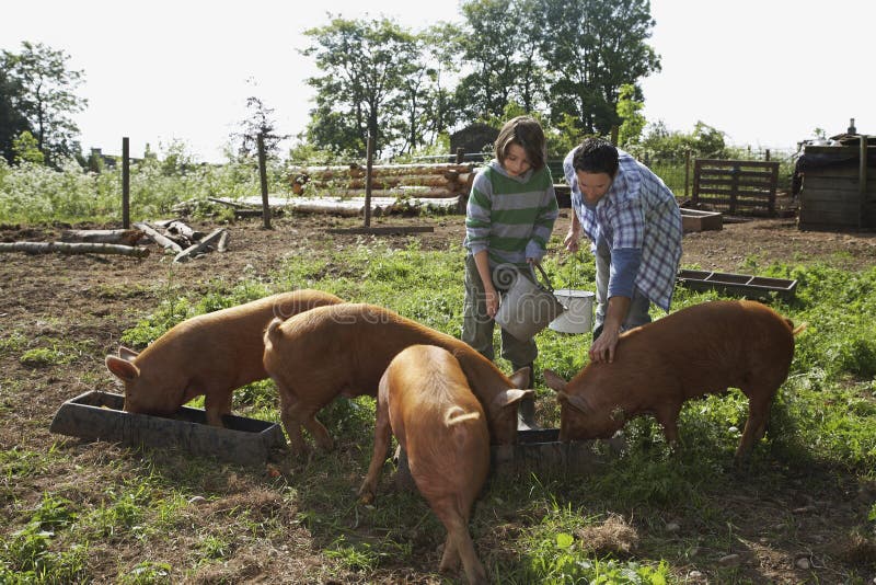 Father and Son Feeding Pigs in Sty Stock Image - Image of children ...