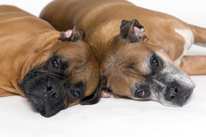 Puppy Boxer with Father stock photo. Image of boxers - 16906668