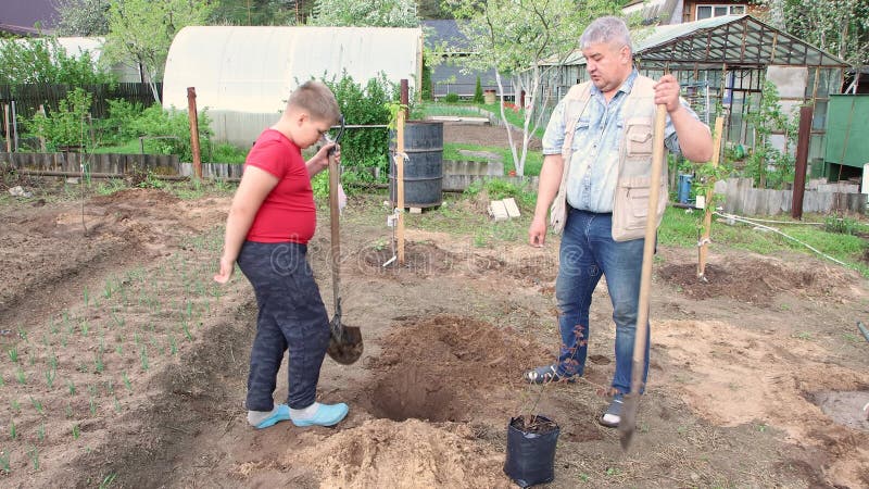 A Father and Son are Preparing a Pit with Humus or Compost for Planting ...