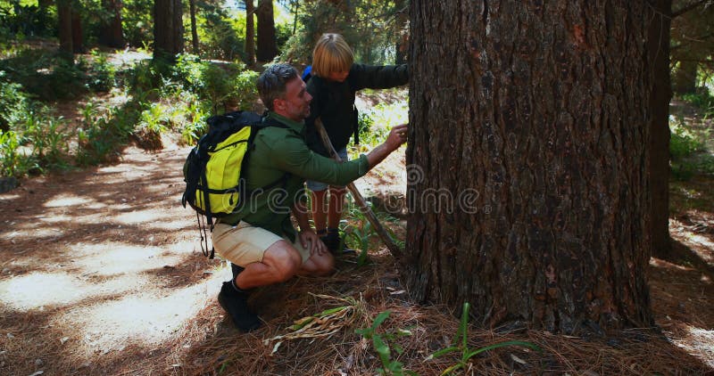 Father and Son Touching Tree Trunk in the Park Stock Footage - Video of ...